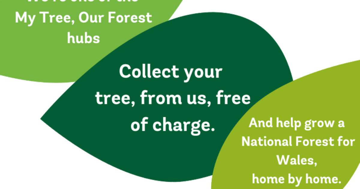 My Tree Our Forest | Oriel Davies Gallery