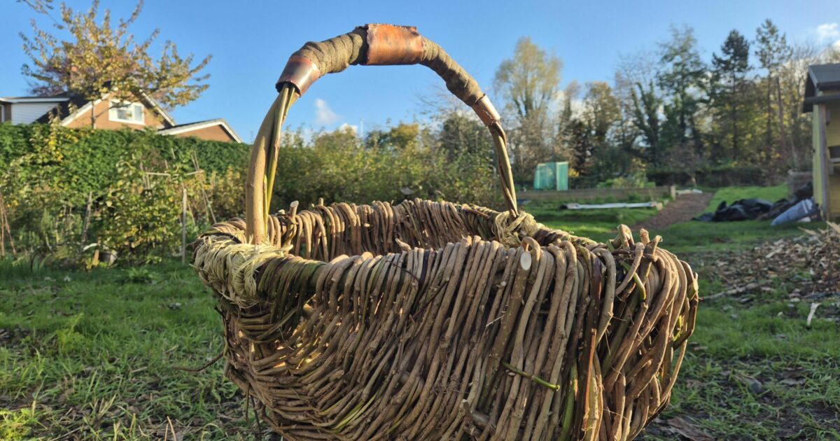 Wild Weaving | Oriel Davies Gallery